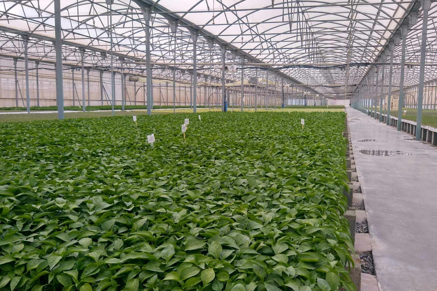 Nuestros Productos ⋆ Semillero